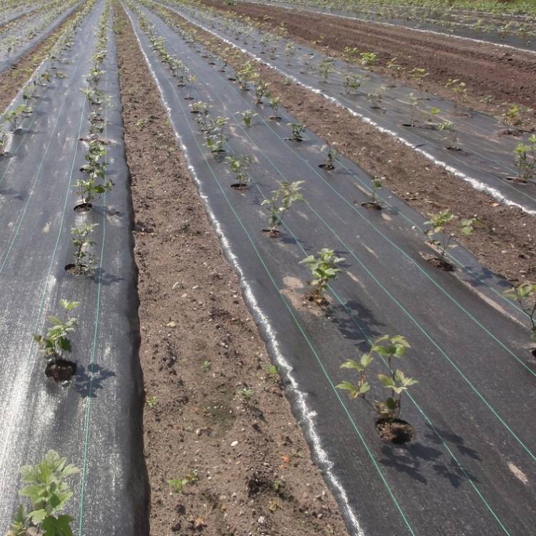 HortiCOVER 110 gronddoek 110 gr/m² zwart, 100 x 1,30 meter (130 m² per ...